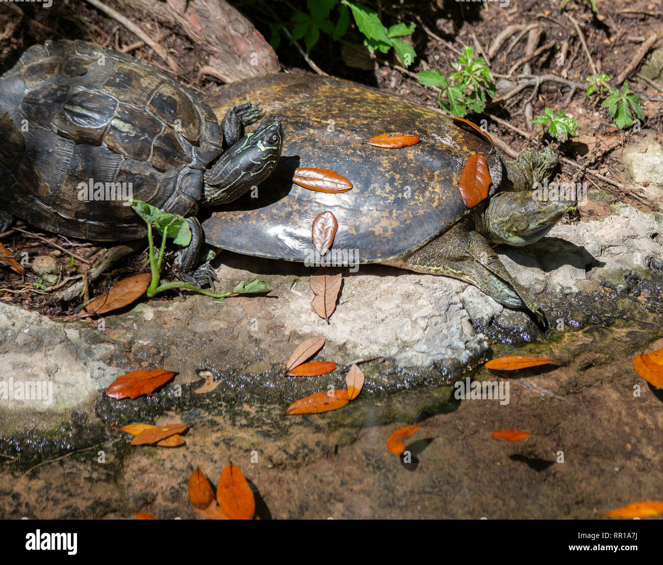 Spiny soft-shell turtle and painted turtle on a shore Stock Photo - Alamy