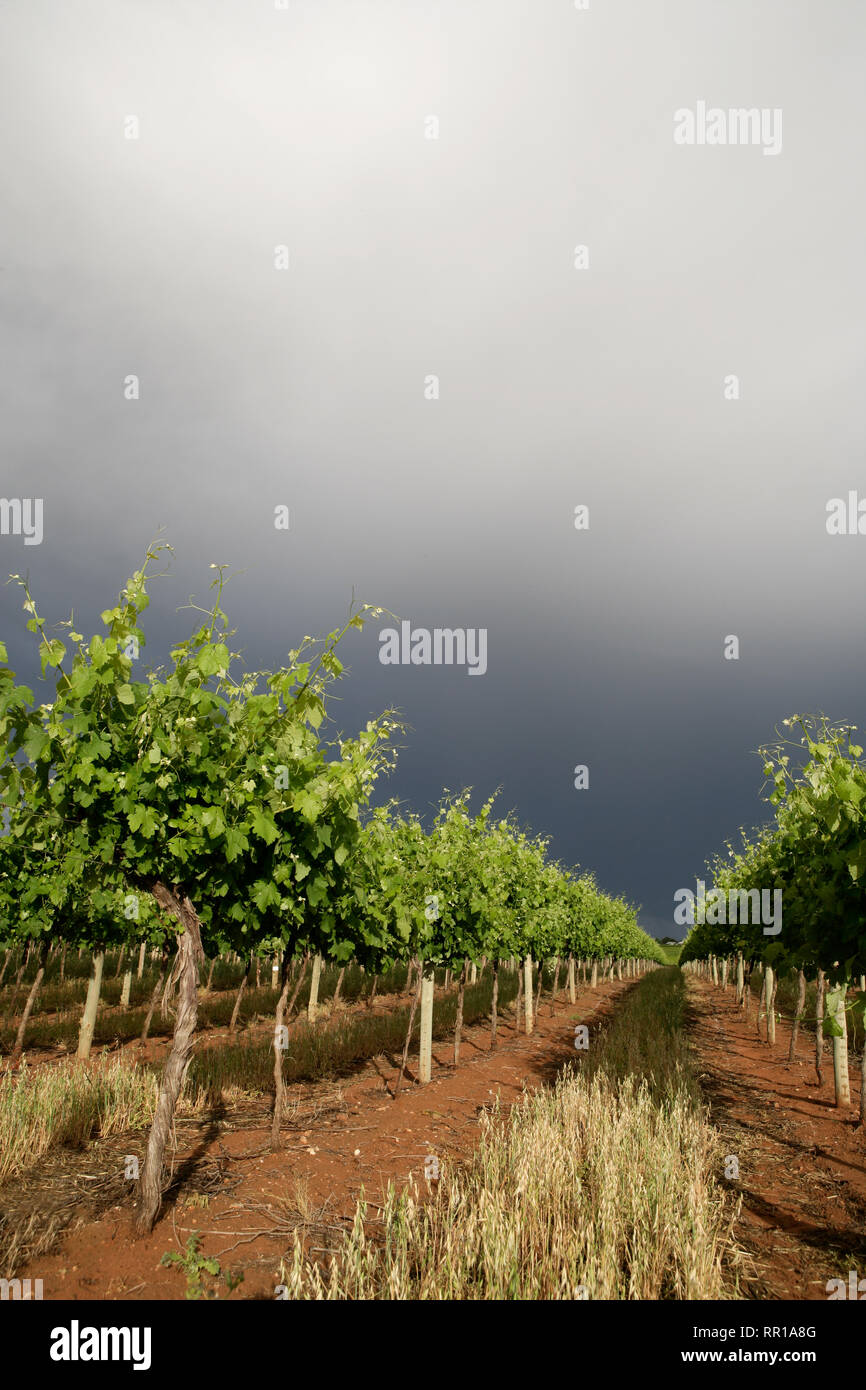 Australian vineyard spring hi-res stock photography and images - Alamy