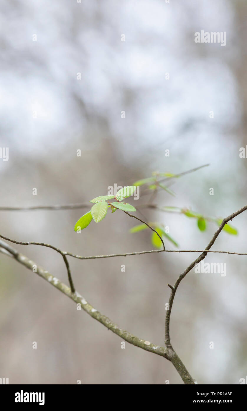 Close up of green leaves beginning to grow in the early spring Stock ...