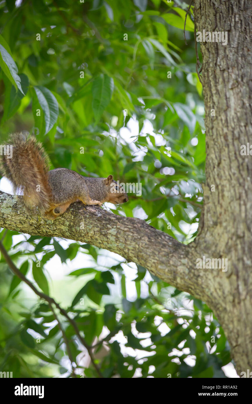 Close up of a squirrel looking around on a tree branch Stock Photo - Alamy