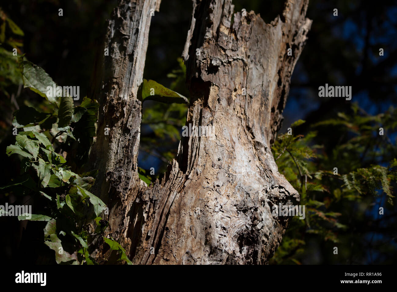 Close up of a tree stump in the fall season Stock Photo - Alamy