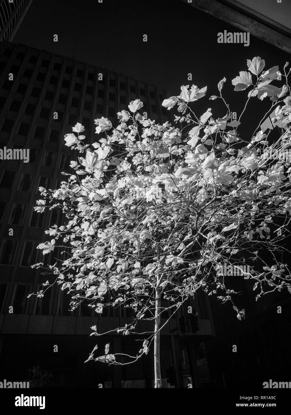 Infra red cityscapes with vegetation Stock Photo - Alamy