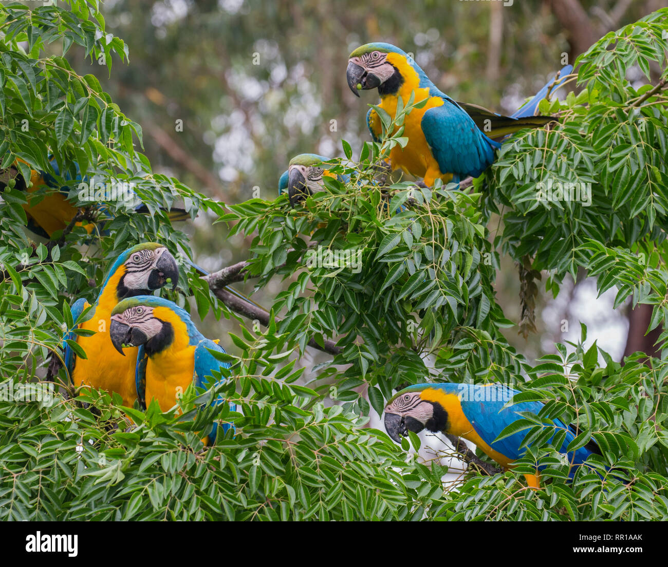 Feral Macaws in Sydney Stock Photo - Alamy