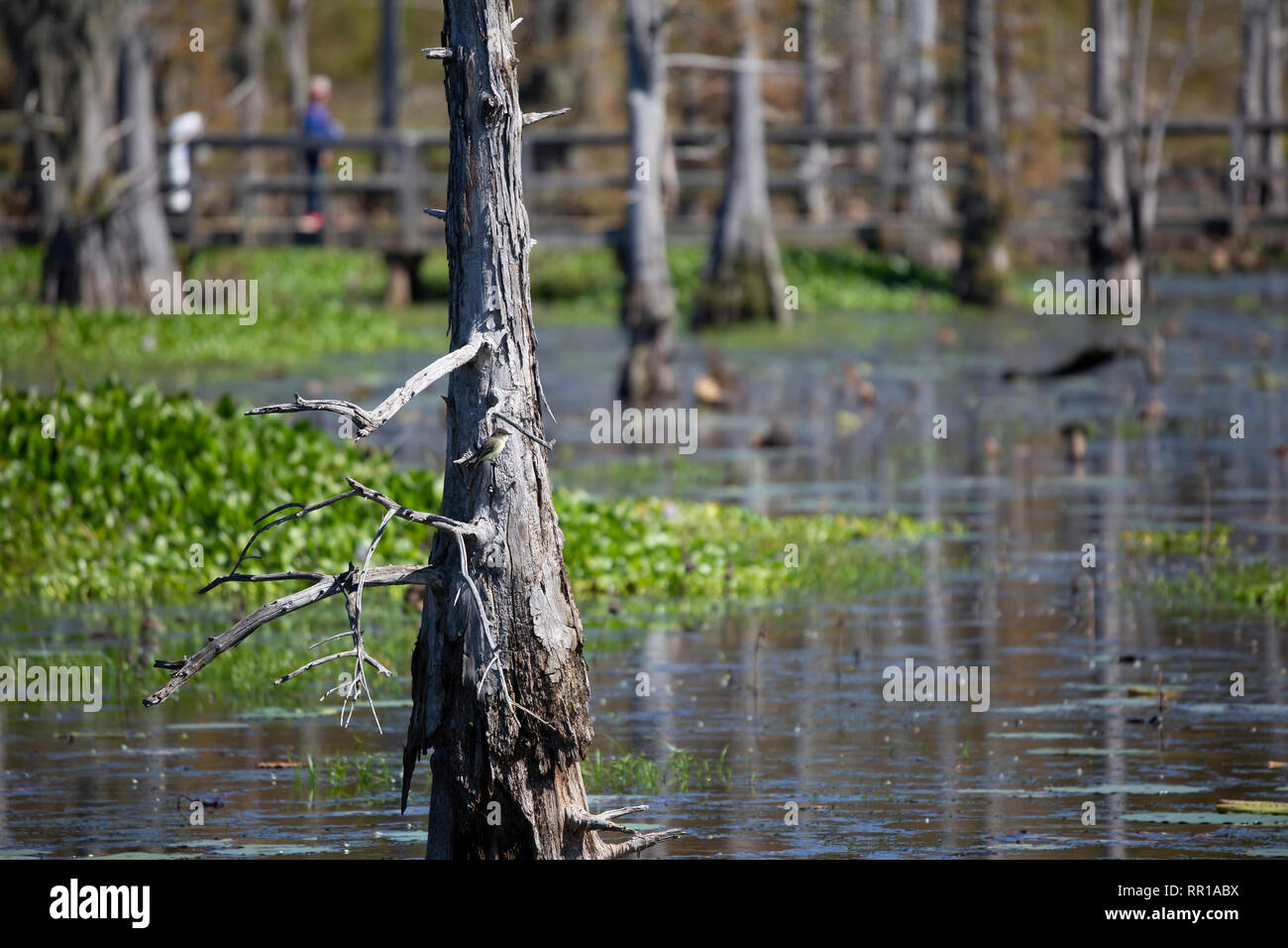 Small bird on a tree branch in the swamp Stock Photo - Alamy
