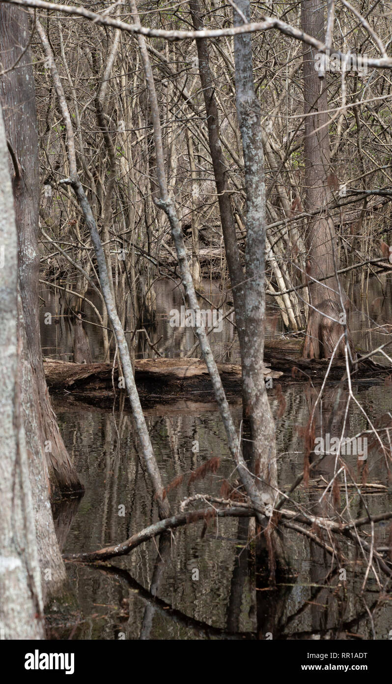 Trees standing in shallow, stagnant swamp water during the autumn ...