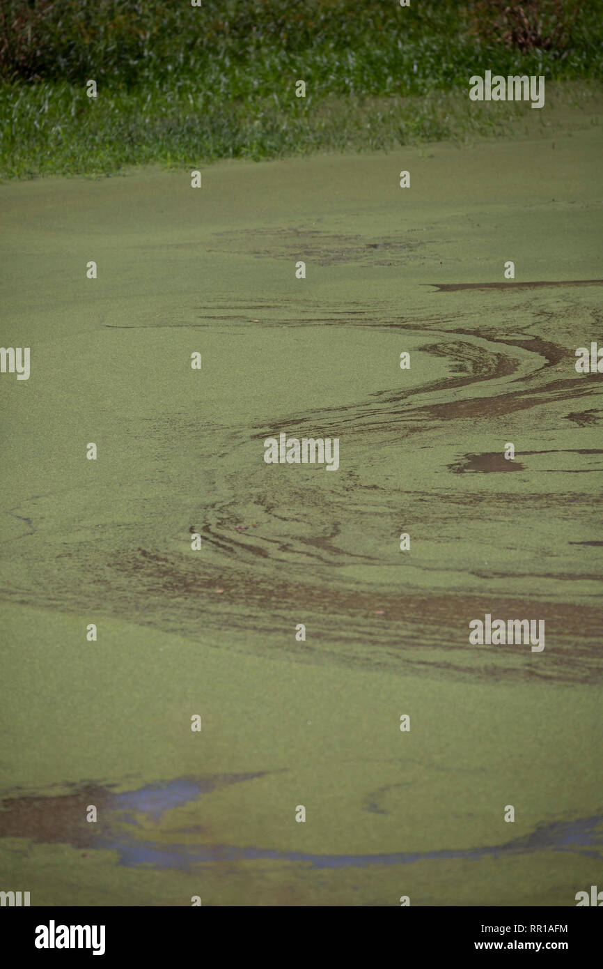 Swamp surface hi-res stock photography and images - Alamy