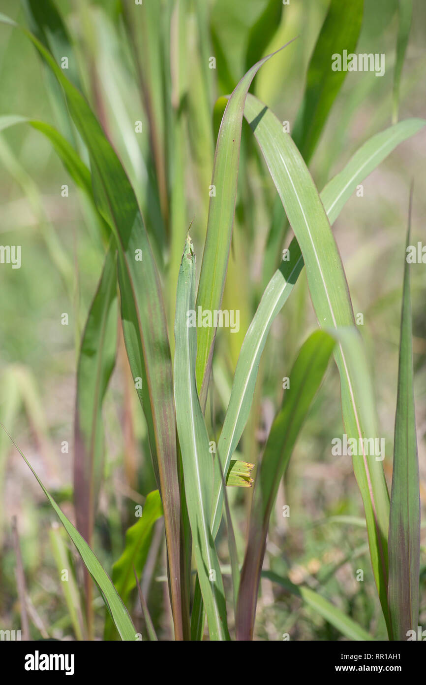Close up of a patch of tall, thick grass Stock Photo - Alamy