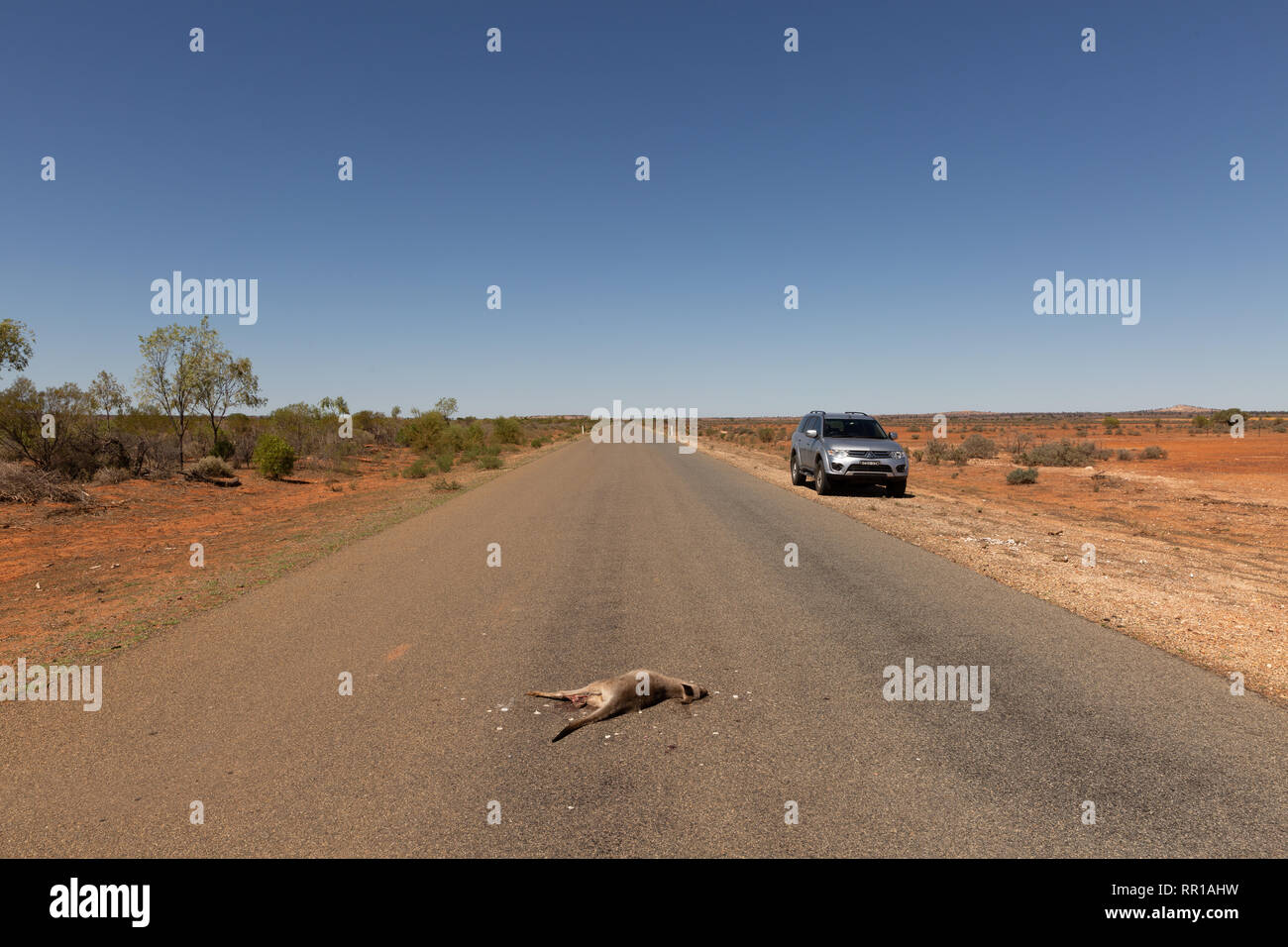 Dead kangaroo hi-res stock photography and images - Alamy