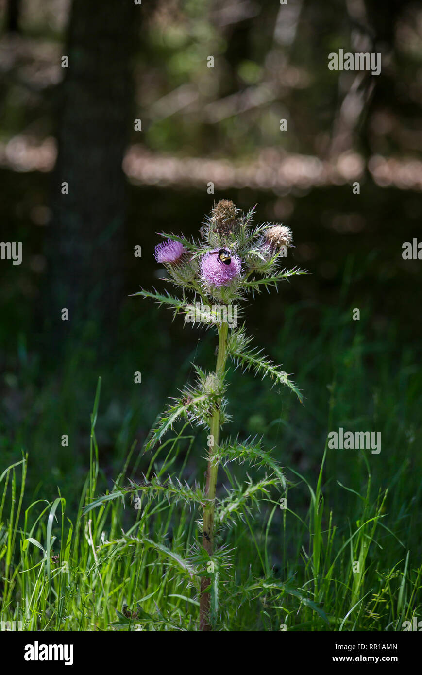 Bumblebee landing on a purple thistle weed growing in a meadow Stock ...