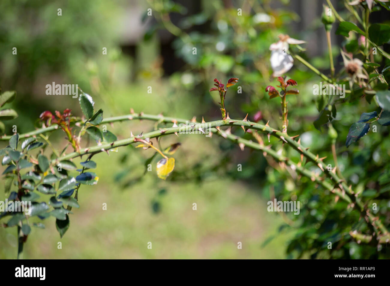 Close up of sharp thorns growing on a green vine Stock Photo - Alamy