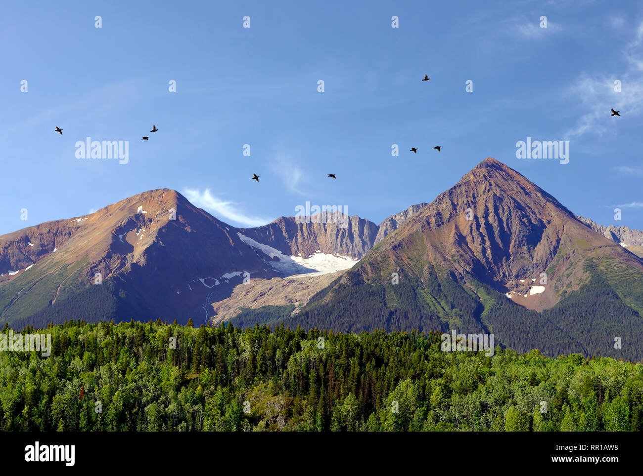 Chukar snow High Resolution Stock Photography and Images - Alamy