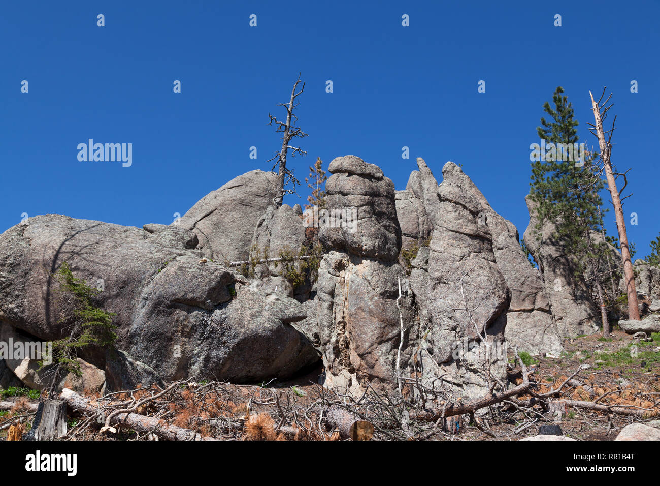 Large quartz rock formations eroded by time are next to cut pine trees ...