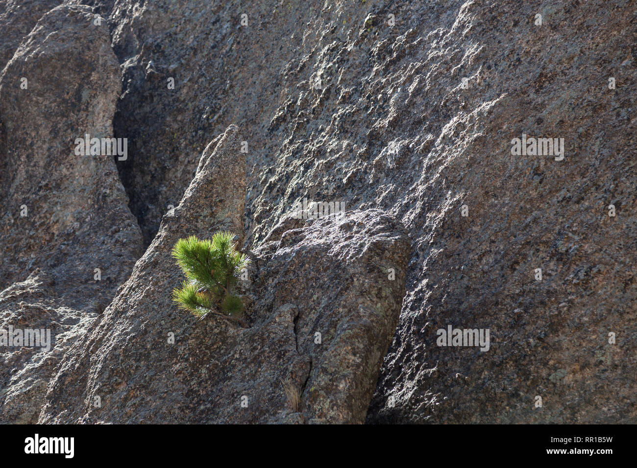 A small but hardy pine tree growing out of a crack in a quartz boulder ...