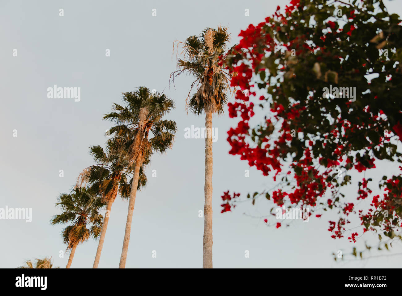 Beautiful Tall Tropical Palm Trees Standing in a Row Line High in the ...