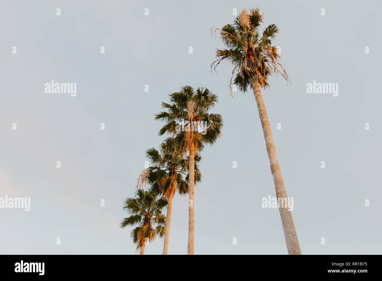 Beautiful Tall Tropical Palm Trees Standing in a Row Line High in the ...