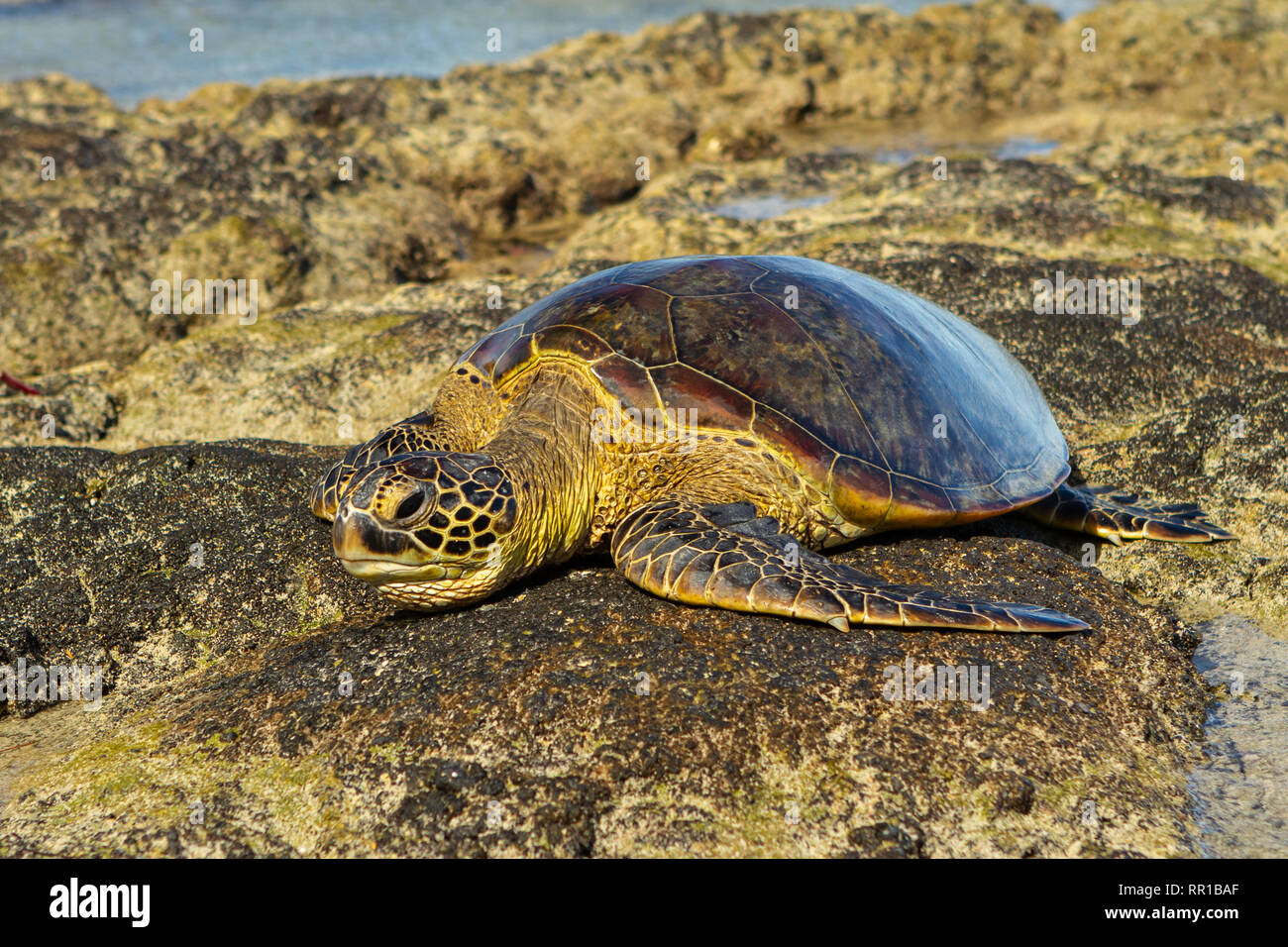 Endangered Hawaiian Green Sea Turtle resting on lava rocks at beach ...