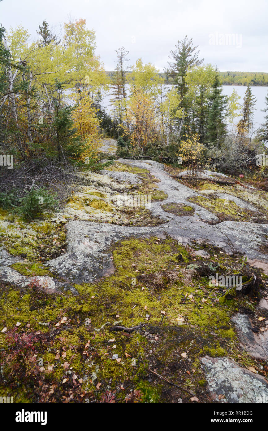 Boreal forest moss hi-res stock photography and images - Alamy