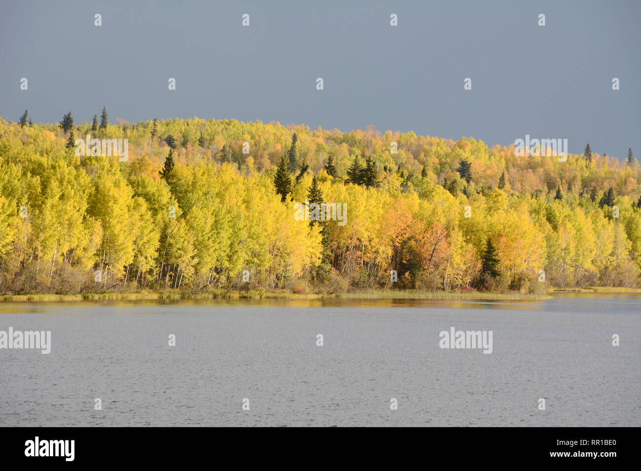 Bright yellow forest colours on Otter Lake near the village of ...