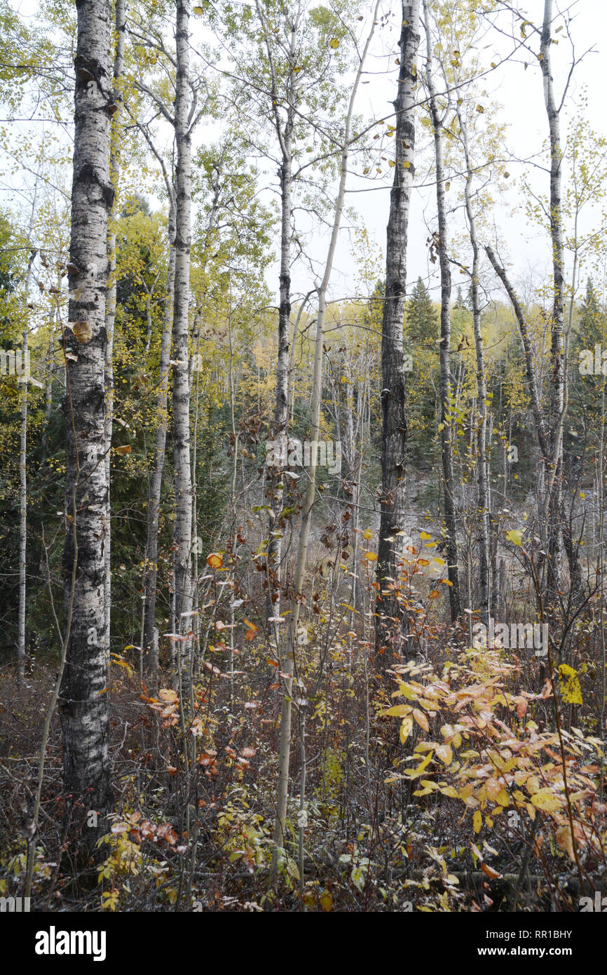 Aspen trees and bushes after a brief autumn snow squall in Prince ...