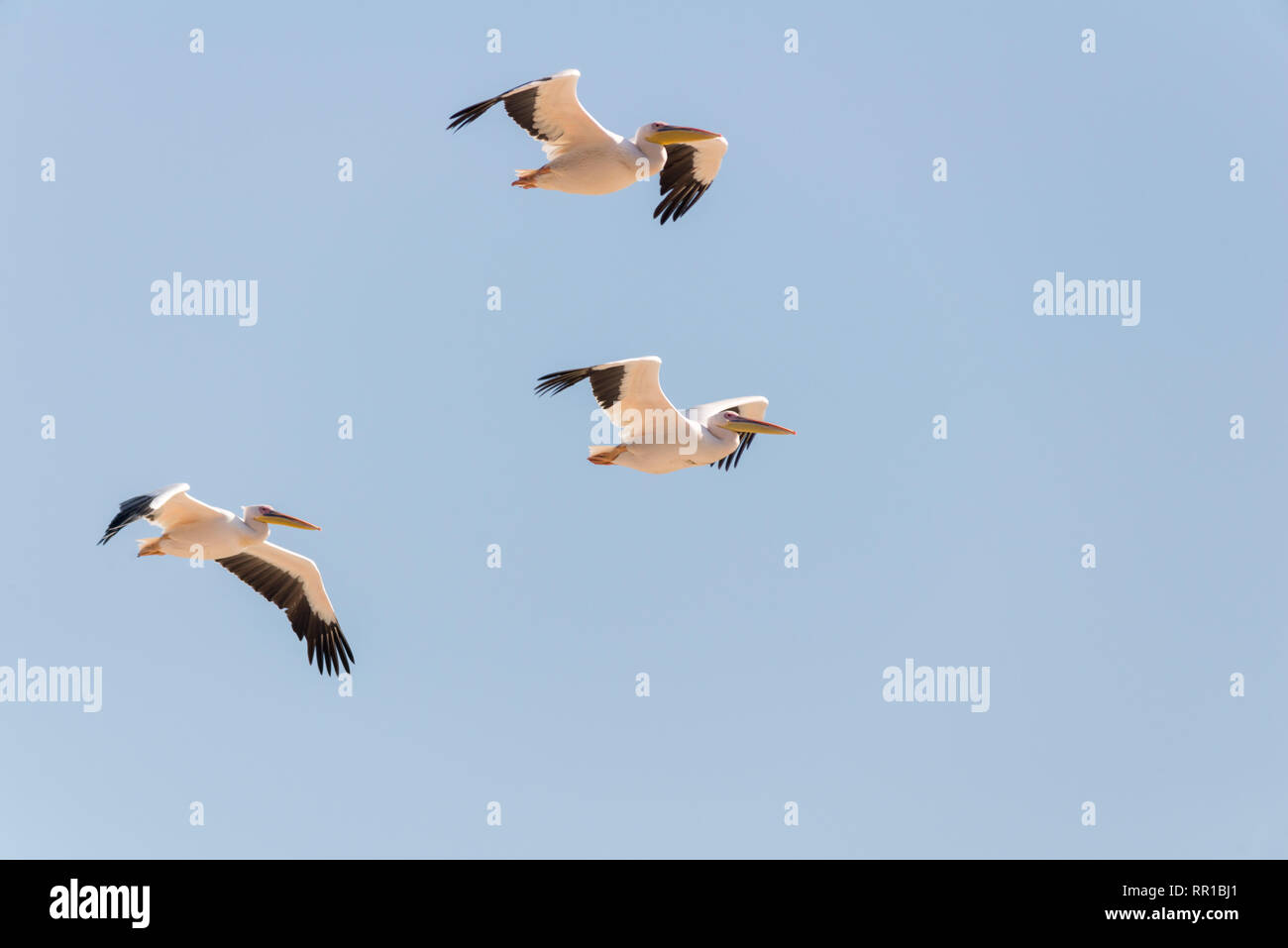 Pelican migration at Emek Hefer, Israel Stock Photo - Alamy