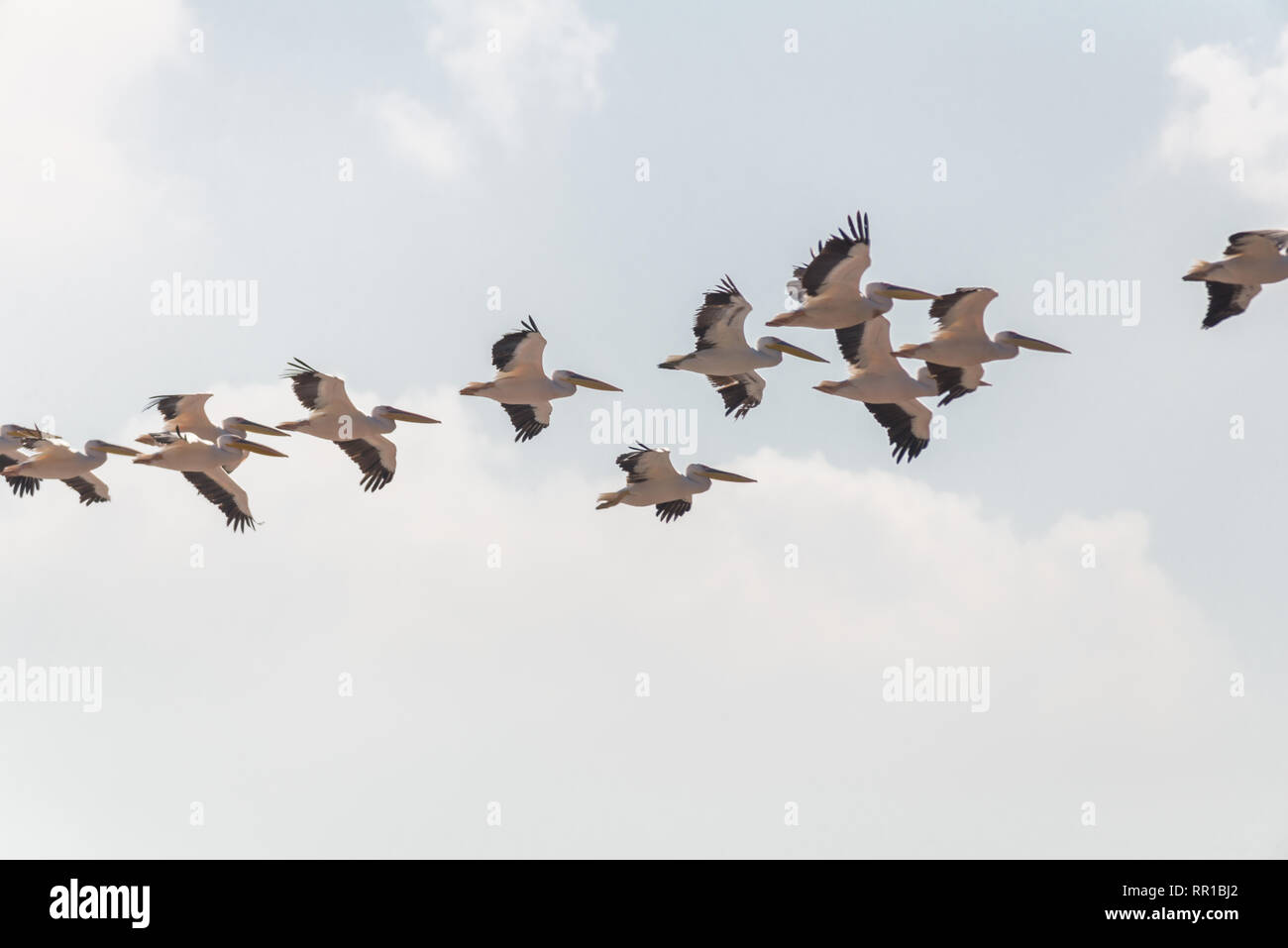 Pelican migration at Emek Hefer, Israel Stock Photo - Alamy