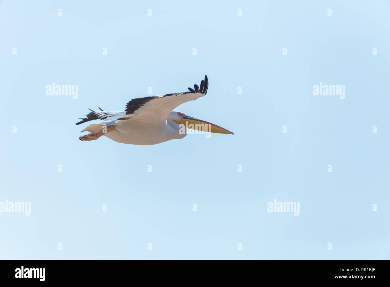 Pelican migration at Emek Hefer, Israel Stock Photo - Alamy