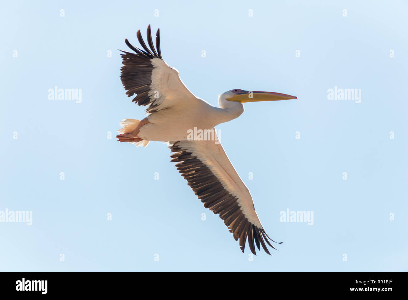 Pelican migration at Emek Hefer, Israel Stock Photo - Alamy