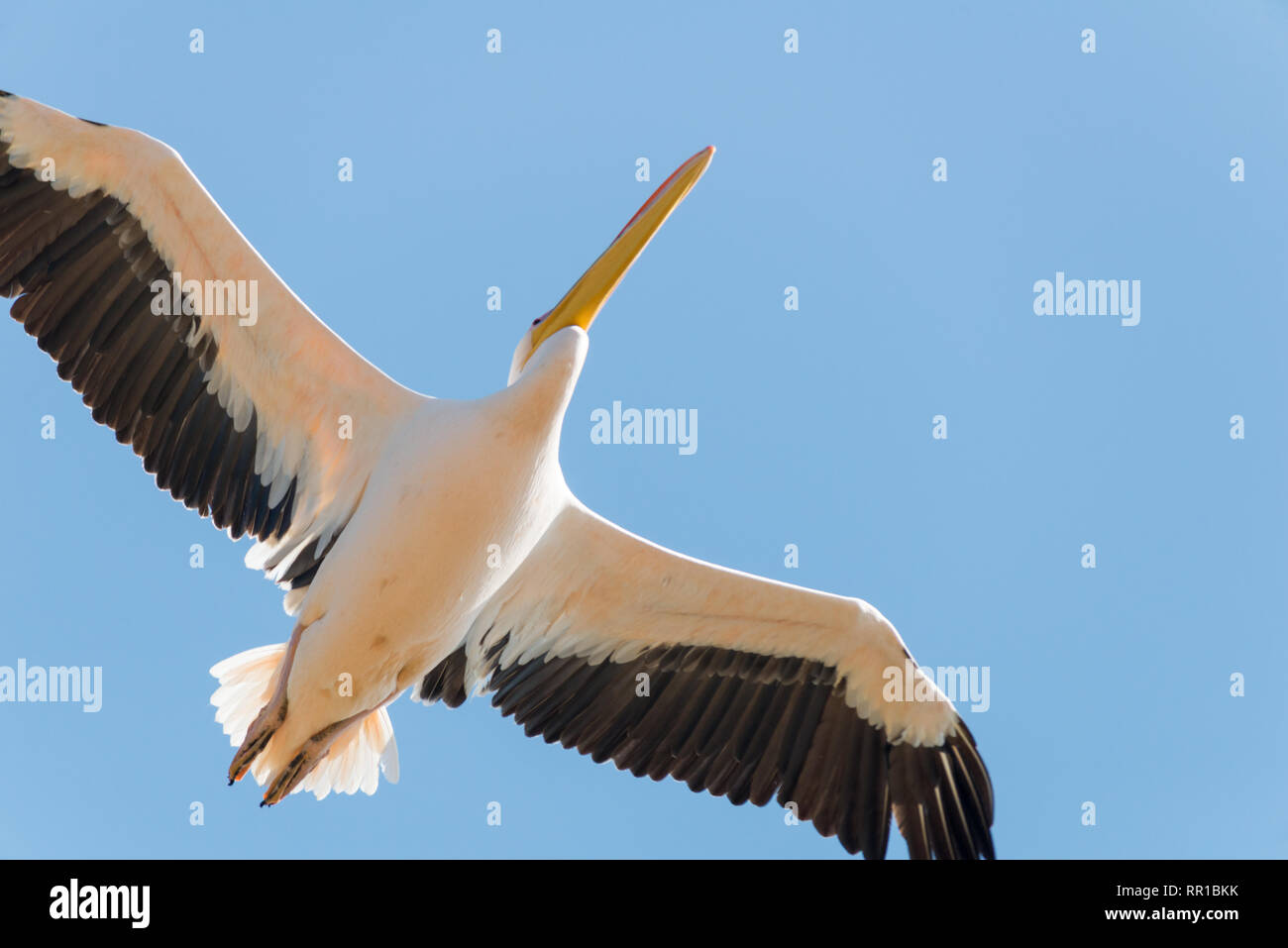 Pelican migration at Emek Hefer, Israel Stock Photo - Alamy