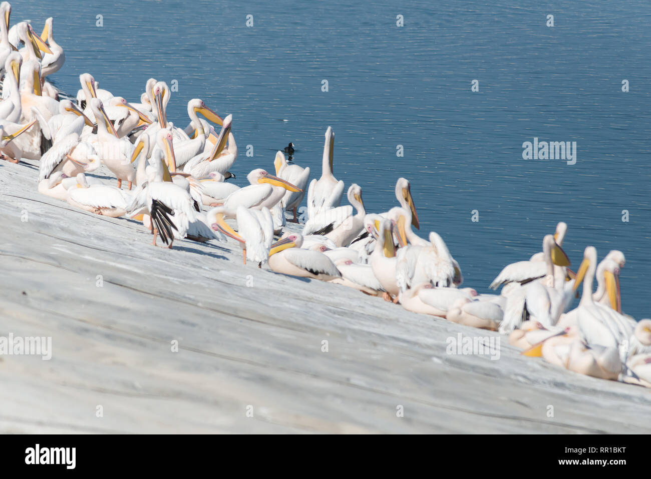 Pelican migration at Emek Hefer, Israel Stock Photo - Alamy