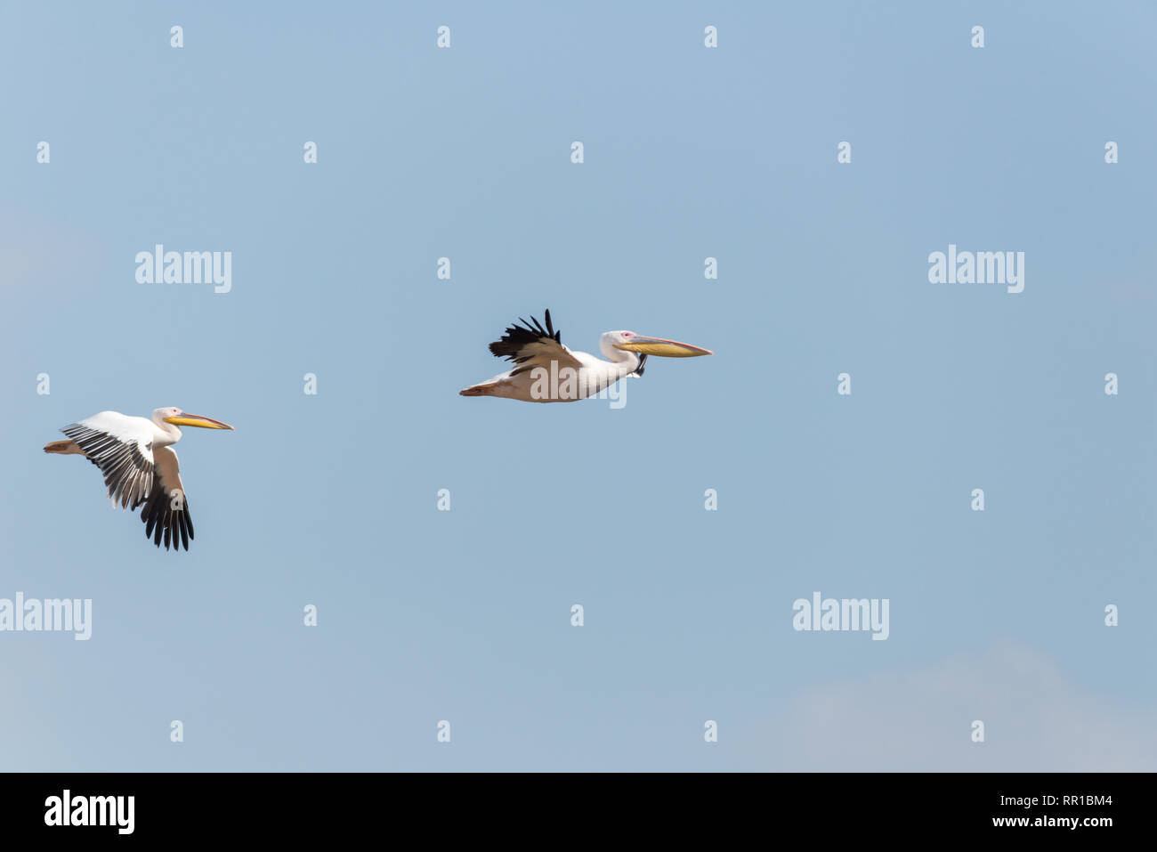 Pelican migration at Emek Hefer, Israel Stock Photo - Alamy