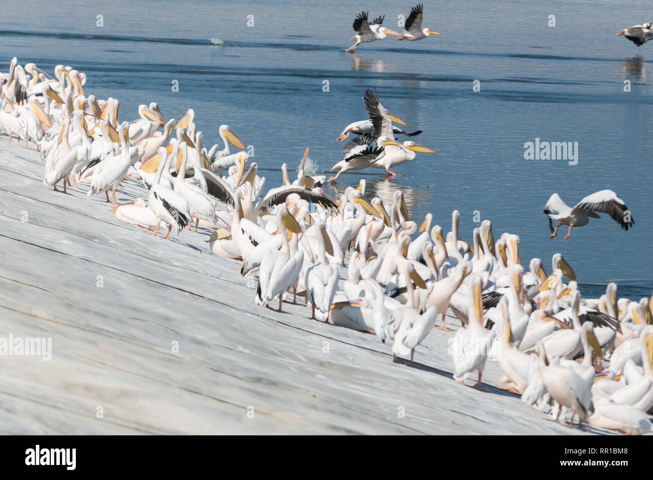 Pelican migration at Emek Hefer, Israel Stock Photo - Alamy