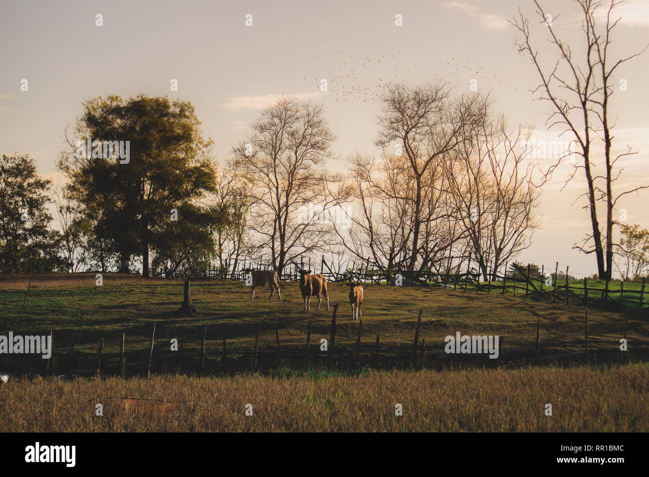 a beautiful landscape in Samboja region, eask Kalimantan, Indonesia ...