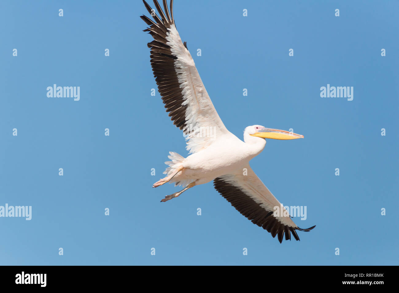 Pelican migration at Emek Hefer, Israel Stock Photo - Alamy