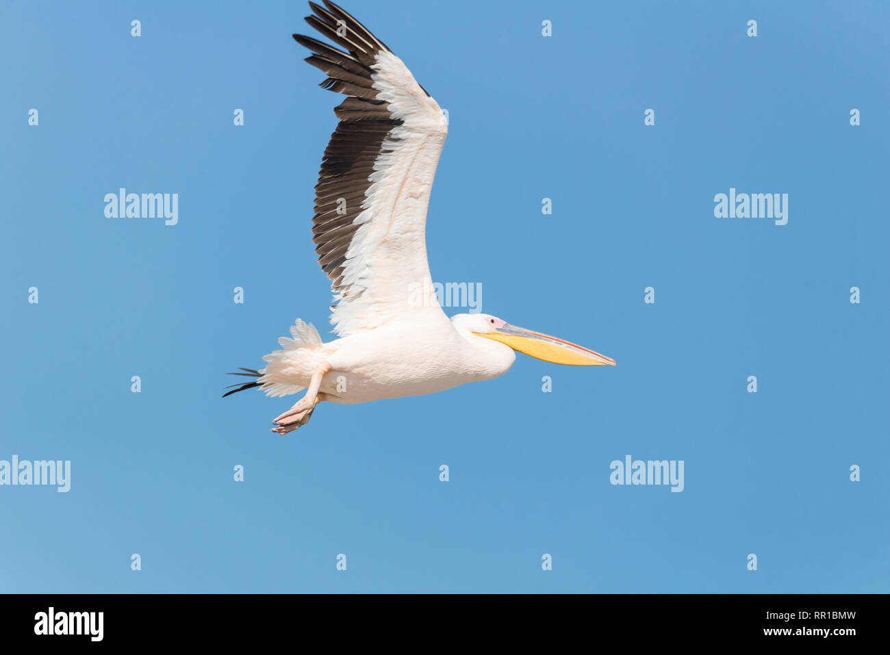 Pelican migration at Emek Hefer, Israel Stock Photo - Alamy