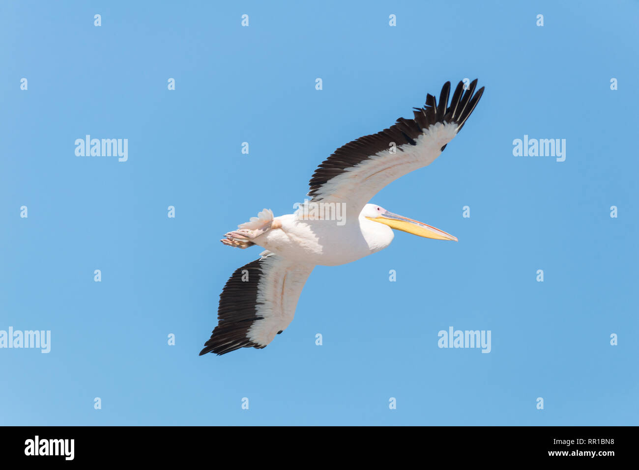 Pelican migration at Emek Hefer, Israel Stock Photo - Alamy