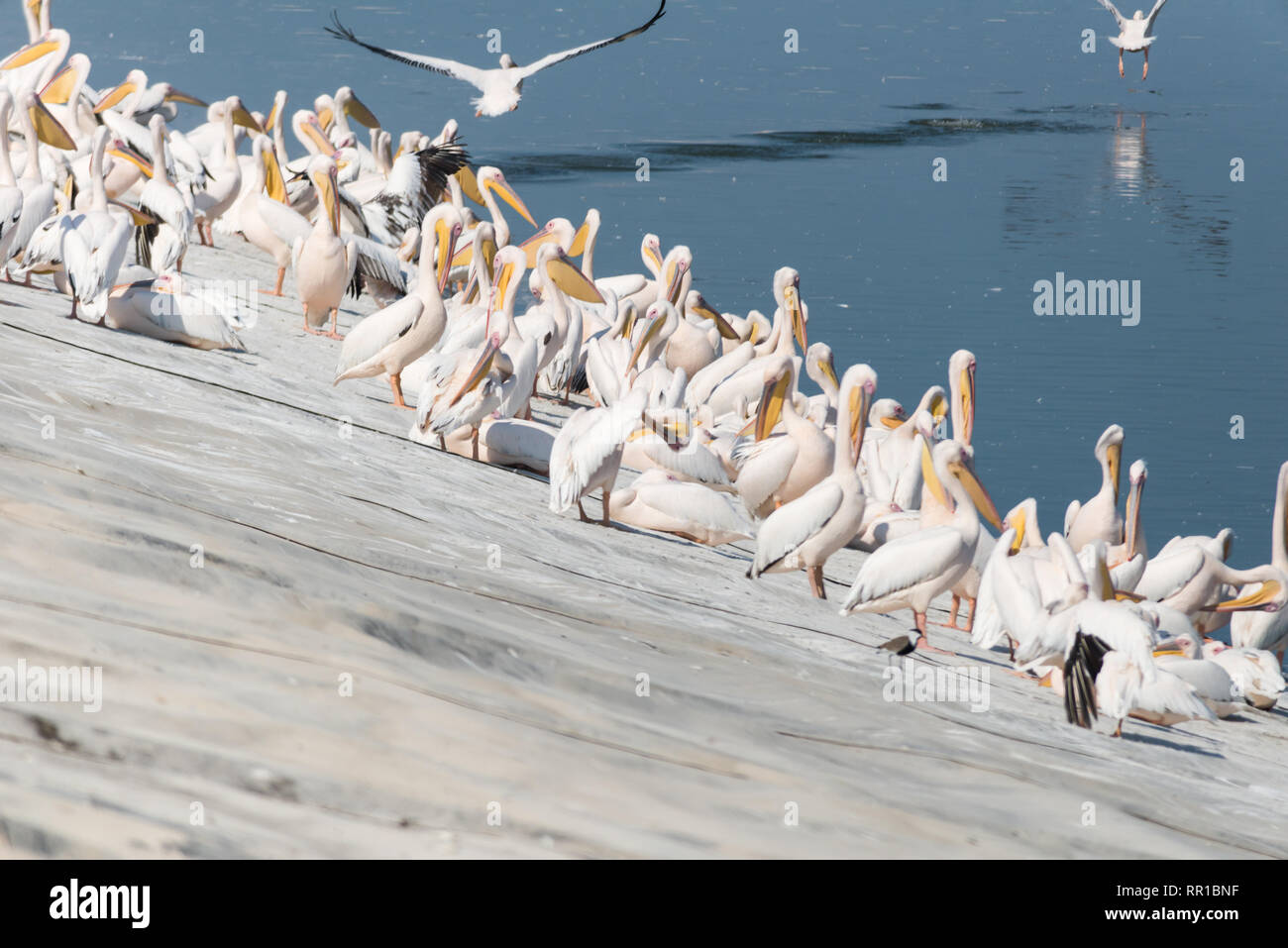 Pelican migration at Emek Hefer, Israel Stock Photo - Alamy