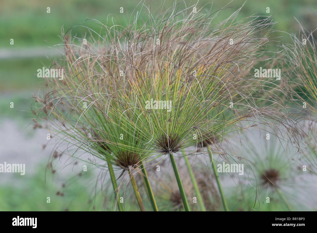 Paper reed growing in Israeli swamp Stock Photo - Alamy