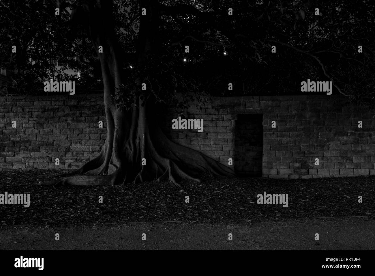 old tree and spooky doorway Stock Photo - Alamy