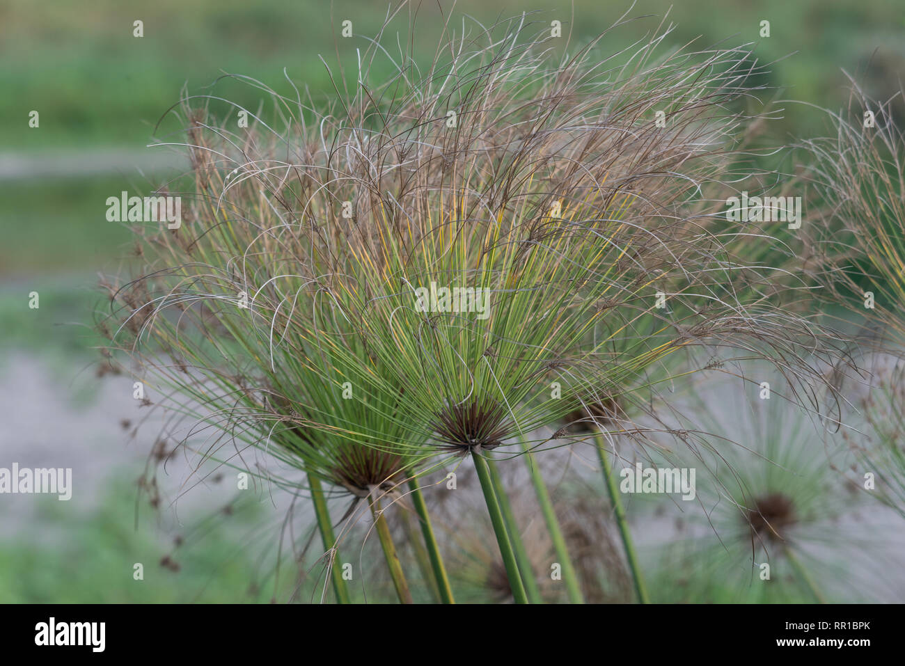 Paper reed growing in Israeli swamp Stock Photo - Alamy