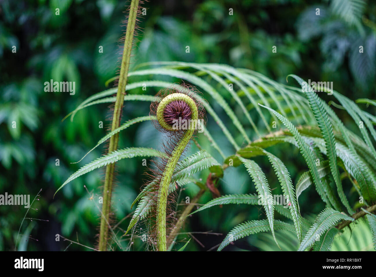 Southeast asia ferns hi-res stock photography and images - Alamy