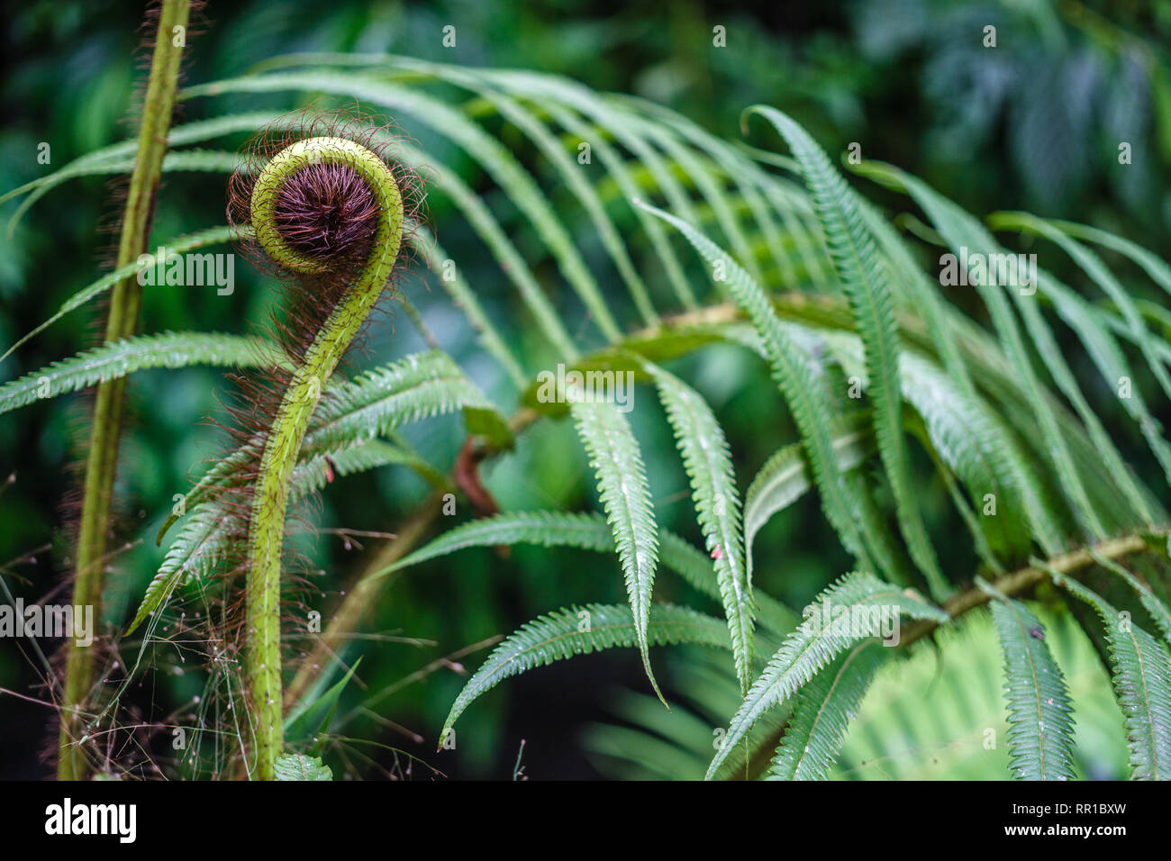 Big ferns at Banyumala Twin Waterfalls. Buleleng, Bali, Indonesia Stock ...