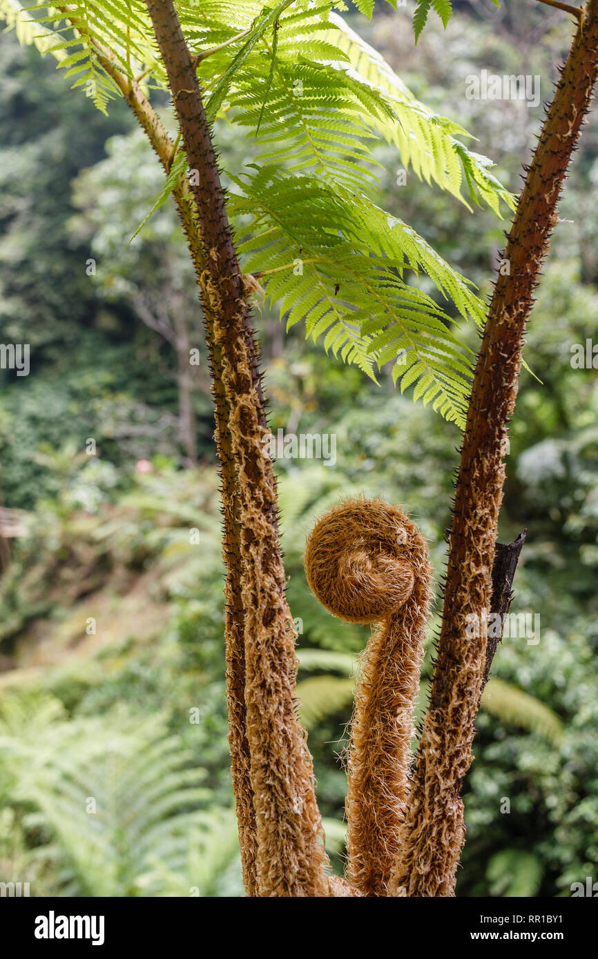 Southeast asia ferns hi-res stock photography and images - Alamy