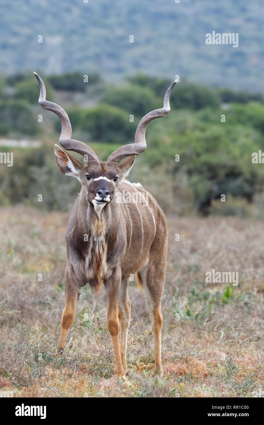 Kudu hi-res stock photography and images - Alamy