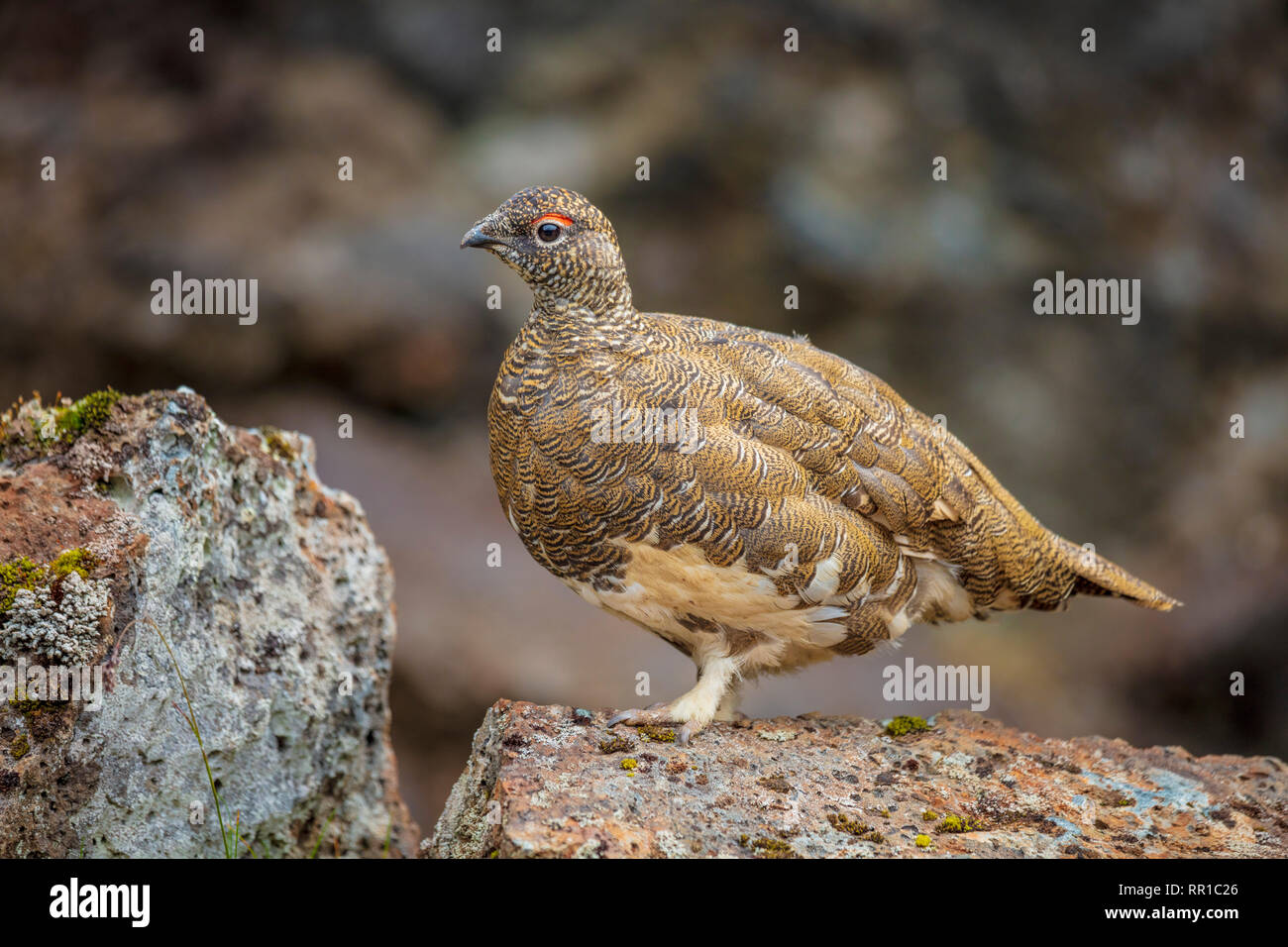 Native birds of iceland hi-res stock photography and images - Alamy