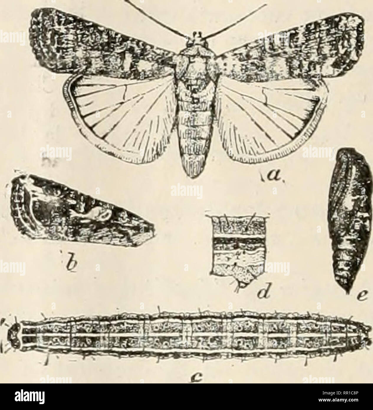 Sugar cane beetle hi-res stock photography and images - Alamy
