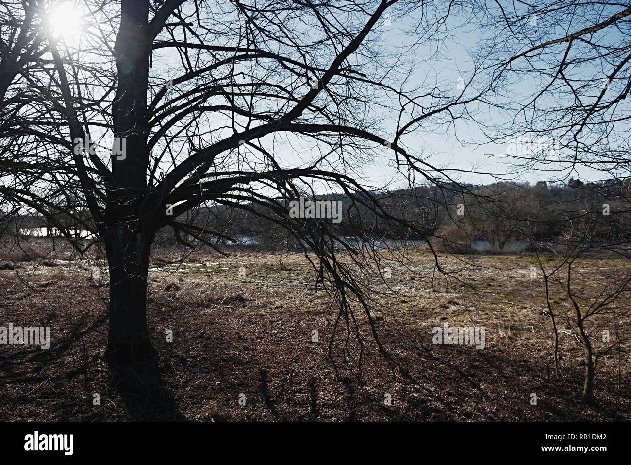 Thin branches of a young tree on the edge of the forest Stock Photo - Alamy