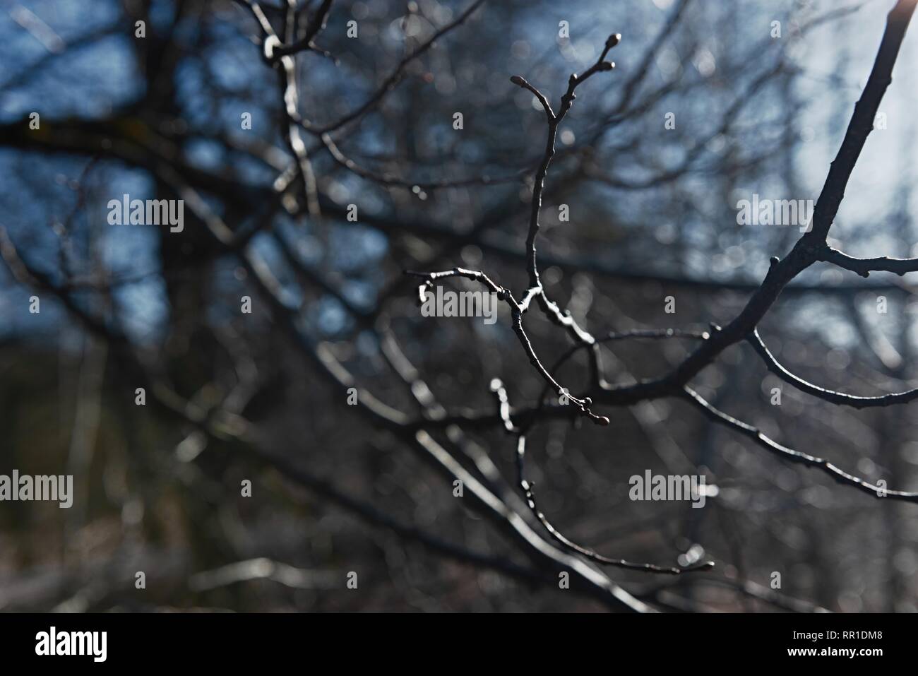 Thin branches of a young tree on the edge of the forest Stock Photo - Alamy