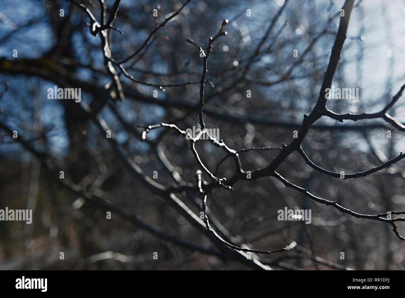 Thin branches of a young tree on the edge of the forest Stock Photo - Alamy