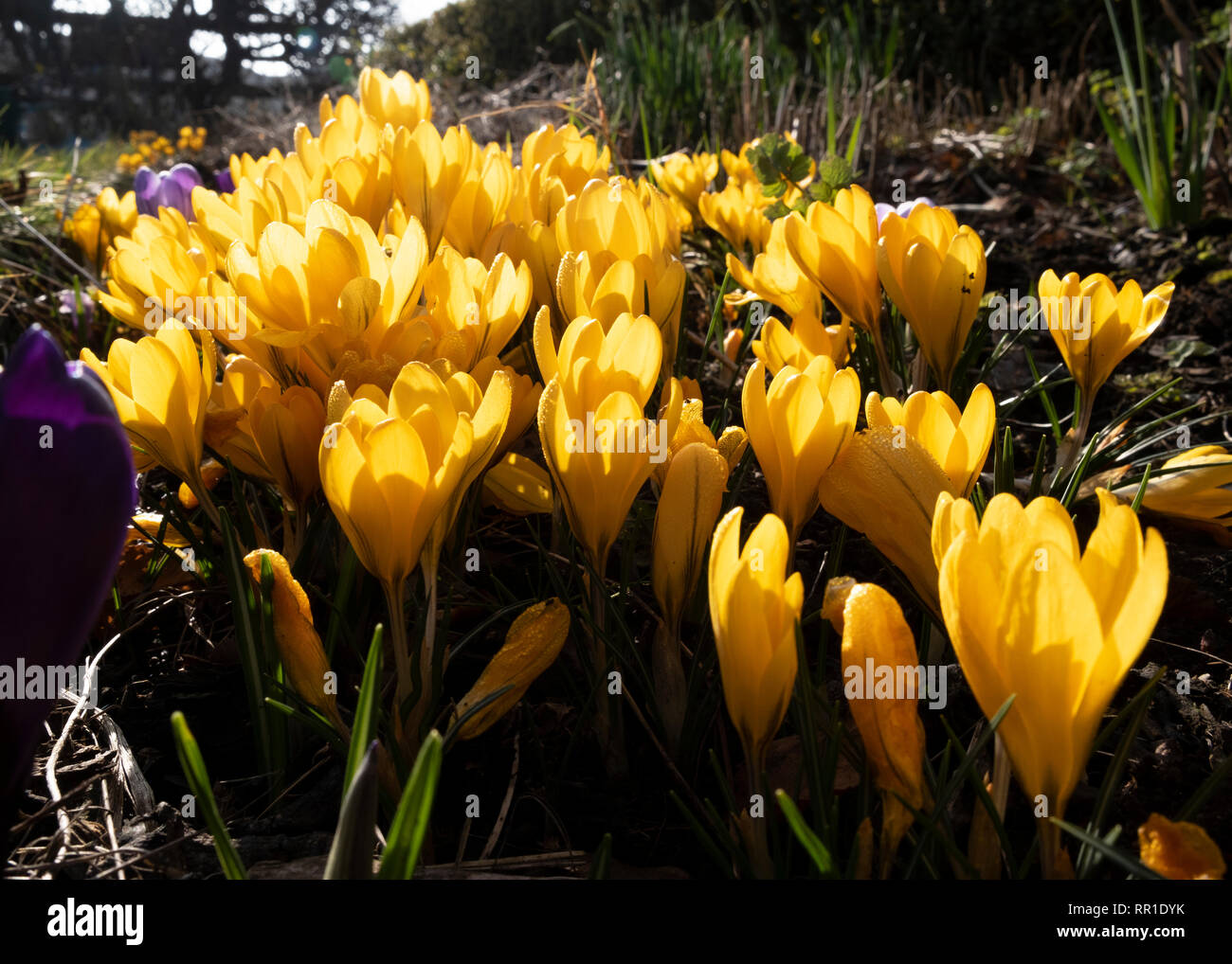 Yellow crocus flowers, low viewpoint Stock Photo - Alamy