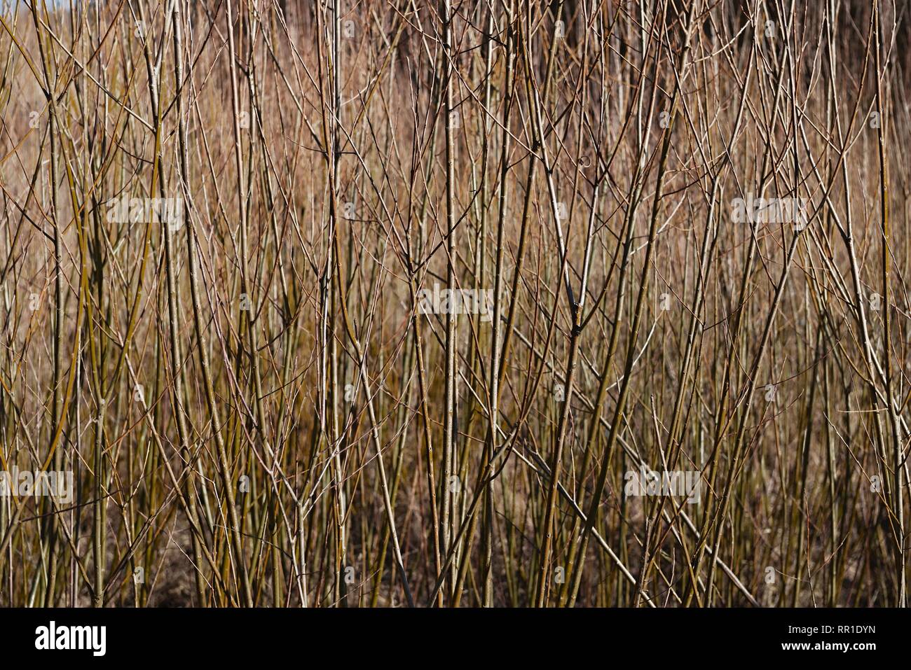 Thin branches of a young tree on the edge of the forest Stock Photo - Alamy